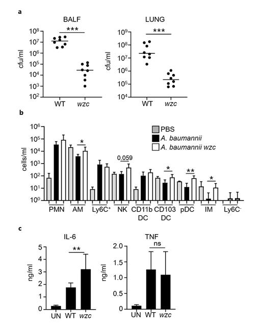 The Capsule of Acinetobacter baumannii Protects against the Innate ...
