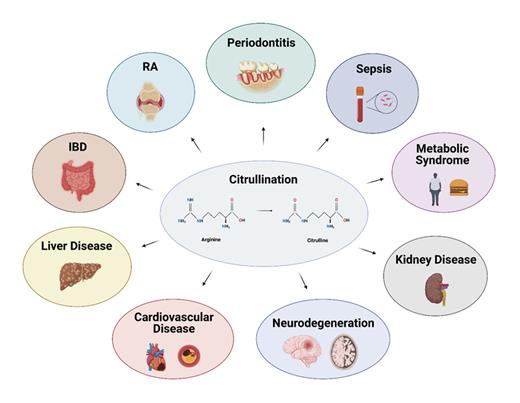 The Citrullination-Neutrophil Extracellular Trap Axis in Chronic ...