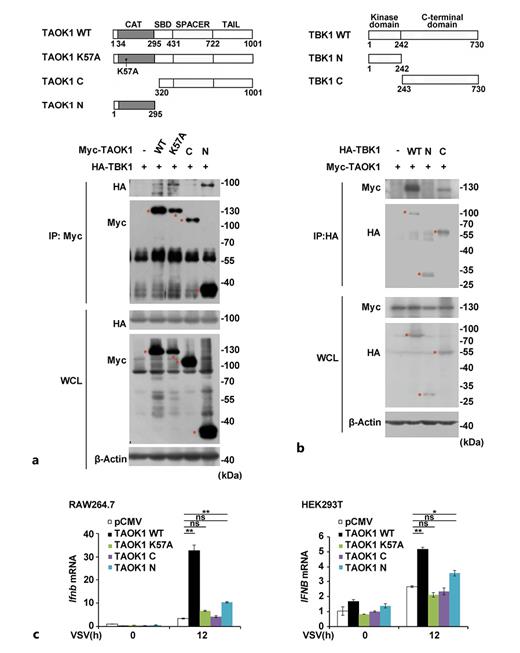 Ste20-Like Kinase TAOK1 Positively Regulates Antiviral Responses by ...