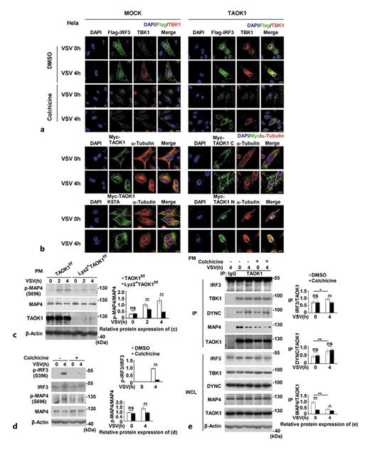 Ste20-Like Kinase TAOK1 Positively Regulates Antiviral Responses by ...