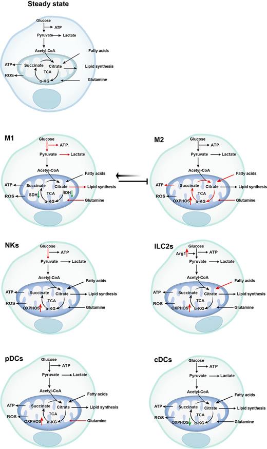 Mitochondrial Damage-Associated Molecular Patterns and Metabolism in ...