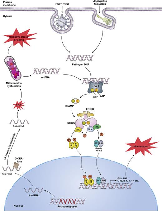 Emerging Roles of cGAS-STING Signaling in Mediating Ocular Inflammation ...