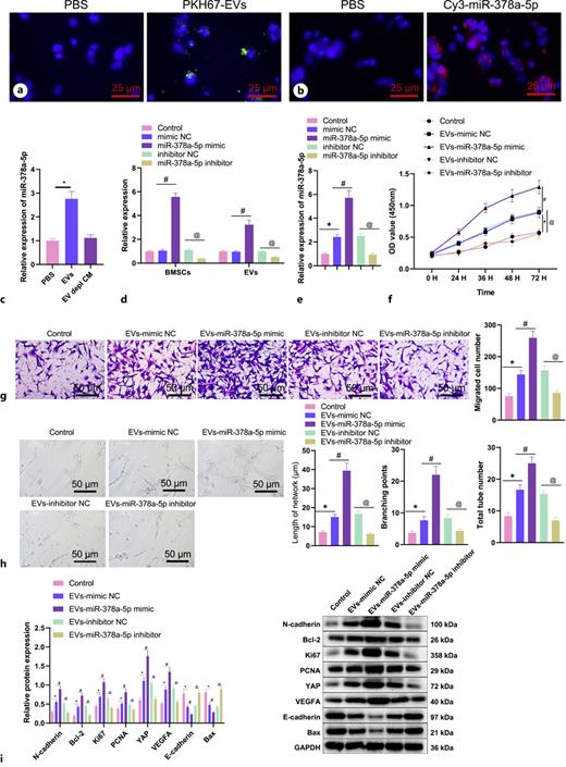 Bone Marrow Mesenchymal Stem Cells Release miR-378a-5p-Carried ...
