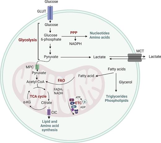 Metabolism Shapes Immune Responses to Staphylococcus aureus | Journal ...