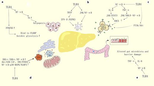 Mechanisms and Therapeutic Strategies for MAFLD Targeting TLR4 Signaling Pathways | Journal of ...