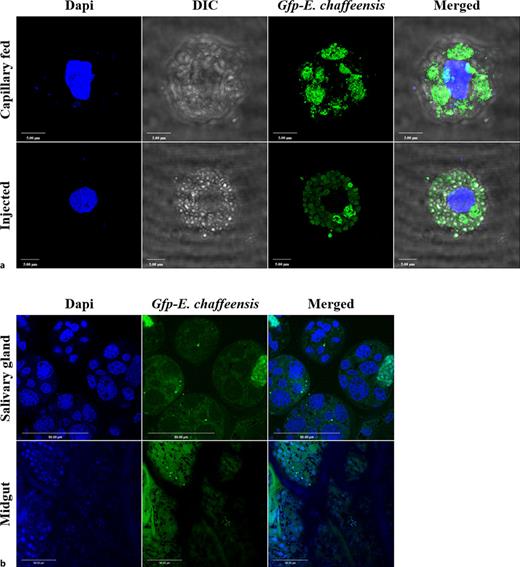 Ehrlichia chaffeensis Co-Opts Phagocytic Hemocytes for Systemic ...