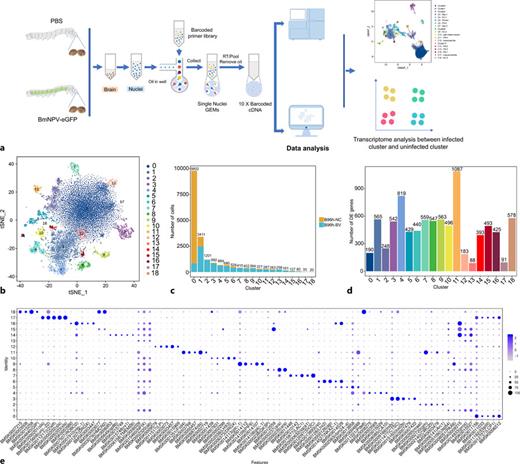Single-Nucleus Sequencing of Silkworm Larval Brain Reveals the Key Role of Lysozyme in the ...