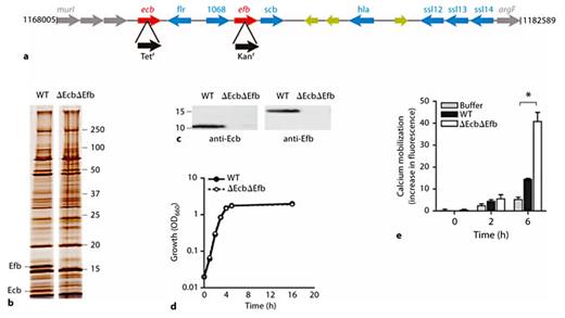 Staphylococcus aureus Virulence Is Enhanced by Secreted Factors That Block Innate Immune ...