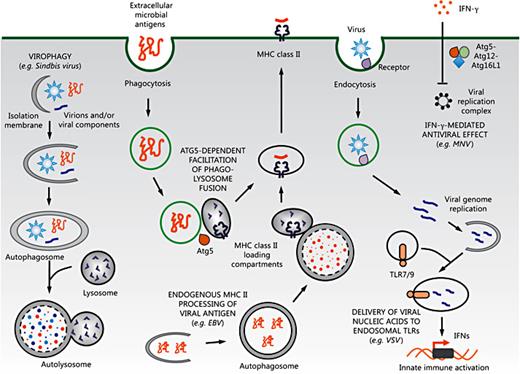 Autophagy and Viruses: Adversaries or Allies? | Journal of Innate ...