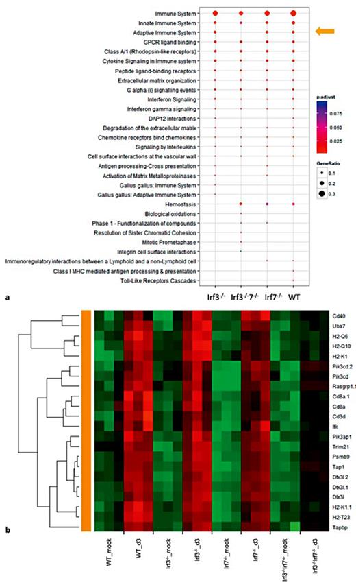Deletion of Irf3 and Irf7 Genes in Mice Results in Altered Interferon ...