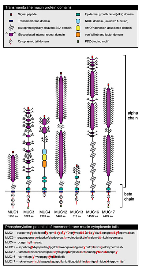 Transmembrane Mucins: Signaling Receptors at the Intersection of ...