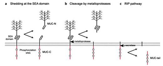Transmembrane Mucins: Signaling Receptors at the Intersection of ...