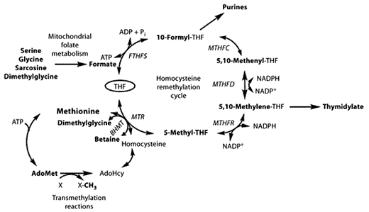 Polymorphisms in 1-Carbon Metabolism, Epigenetics and Folate-Related ...