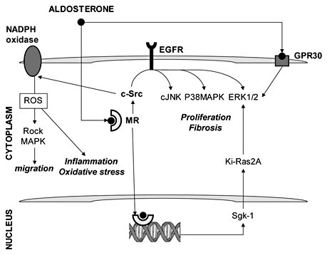 Vascular Actions of Aldosterone | Journal of Vascular Research | Karger ...