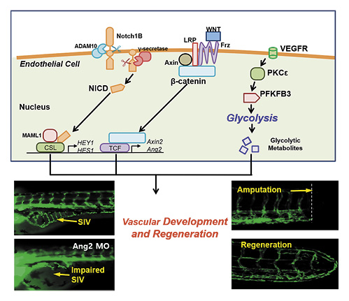 Mechanosensitive Pathways Involved in Cardiovascular Development and ...