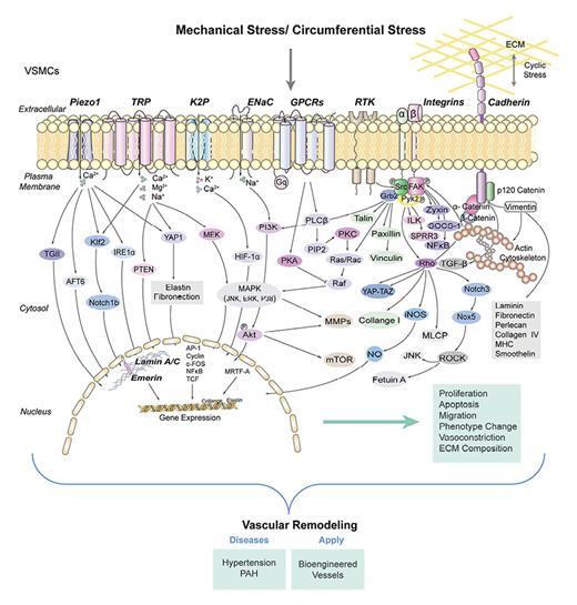 Vascular Smooth Muscle Cells Mechanosensitive Regulators and Vascular ...