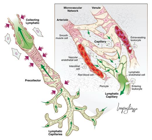 The Microvascular-Lymphatic Interface and Tissue Homeostasis: Critical ...
