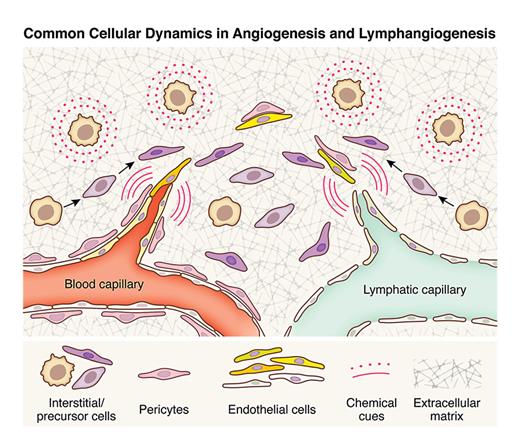 The Microvascular-Lymphatic Interface and Tissue Homeostasis: Critical ...