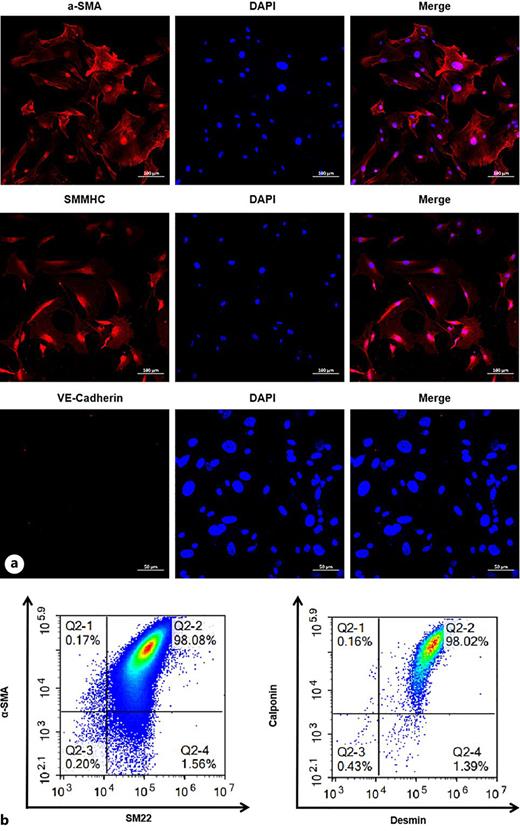 Isolation and Cultivation of Vascular Smooth Muscle Cells from the ...