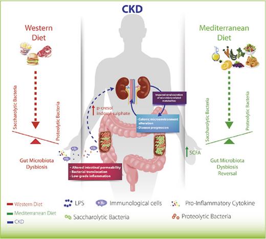 What Would You Like to Eat, Mr CKD Microbiota? A Mediterranean Diet ...