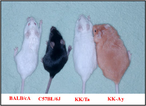 Pathogenesis and Treatment of Chronic Kidney Disease: A Review of Our ...