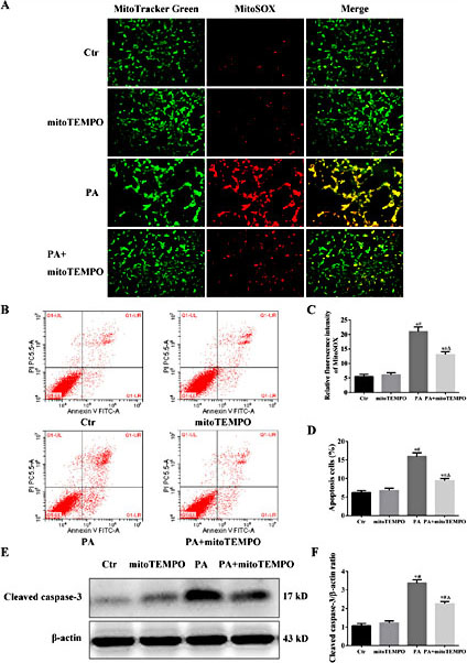 Palmitic Acid-Induced Podocyte Apoptosis via the Reactive Oxygen ...