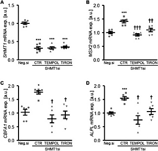 Role of Cytosolic Serine Hydroxymethyl Transferase 1 (SHMT1) in Phosphate-Induced Vascular ...