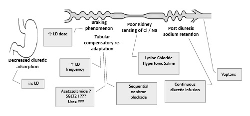 Diuretic Resistance in Cardio-Nephrology: Role of Pharmacokinetics ...