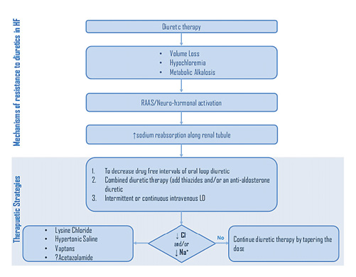 Diuretic Resistance in Cardio-Nephrology: Role of Pharmacokinetics ...