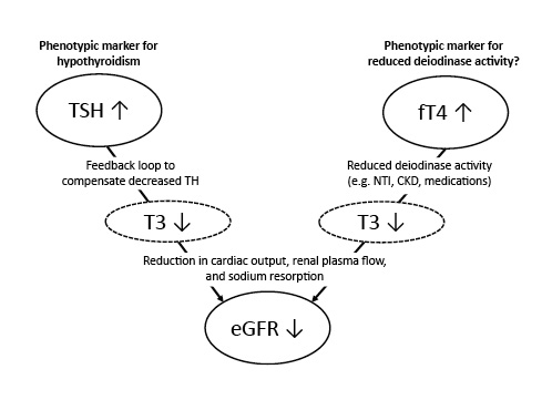 Relationship between Thyroid and Kidney Function: Analysis from the ...