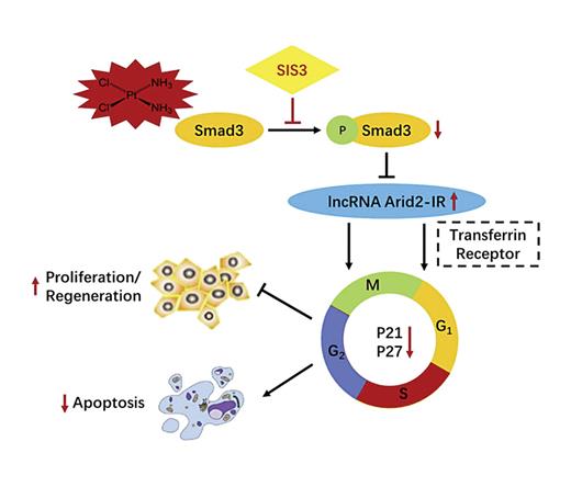 SIS3 Alleviates Cisplatin-Induced Acute Kidney Injury by Regulating the ...
