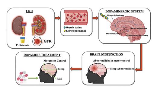 The Dopamine System: Insights between Kidney and Brain | Kidney and ...
