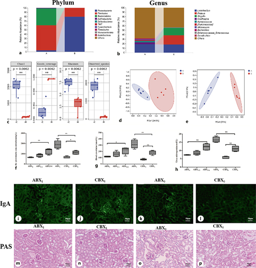 Aberrant Gut Microbiome Contributes to Barrier Dysfunction ...