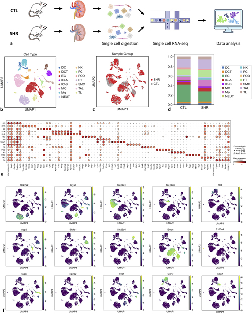 Single-Cell Transcriptome Sequencing Reveals Molecular Mechanisms of ...