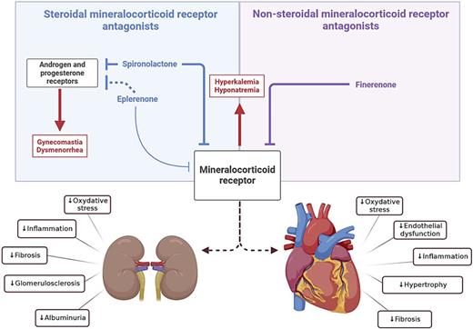 Non-Steroidal Mineralocorticoid Receptor Antagonists: A Paradigm Shift ...