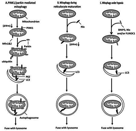 Mitophagy: Basic Mechanism and Potential Role in Kidney Diseases ...