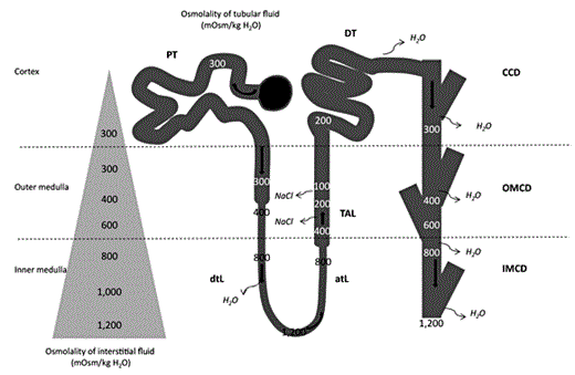 The Kidney in Bardet-Biedl Syndrome: Possible Pathogenesis of Urine ...