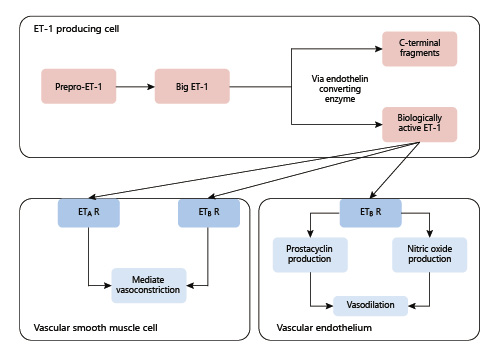 The Role of Endothelin and Endothelin Antagonists in Chronic Kidney ...