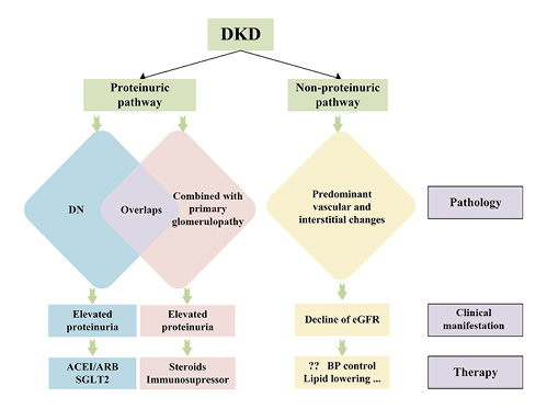 Diabetic Kidney Disease: Challenges, Advances, and Opportunities ...