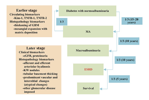 Diabetic Kidney Disease: Challenges, Advances, and Opportunities ...