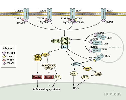 Toll-Like Receptors Regulate the Development and Progression of Renal ...