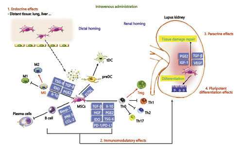 An Update for Mesenchymal Stem Cell Therapy in Lupus Nephritis | Kidney ...