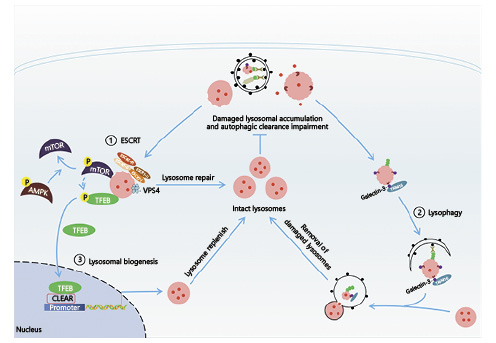 Lysosome Depletion-Triggered Autophagy Impairment in Progressive Kidney ...