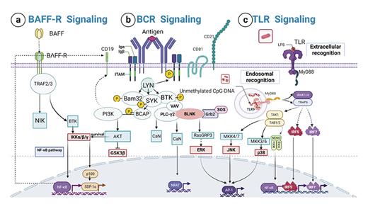 Aberrant B-Cell Activation in Systemic Lupus Erythematosus | Kidney Diseases | Karger Publishers
