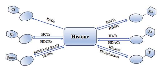 Histone Modifications in Acute Kidney Injury | Kidney Diseases | Karger ...
