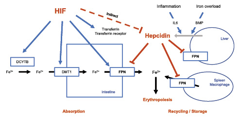 Updates on Hypoxia-Inducible Factor Prolyl Hydroxylase Inhibitors in ...