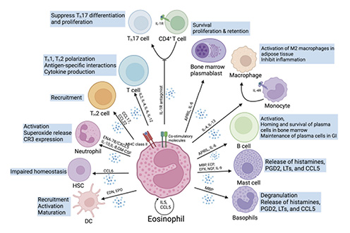 Eosinophils: A Friend or Foe in Human Health and Diseases | Kidney ...