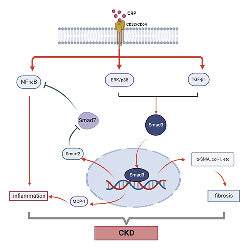 Role of C-Reactive Protein in Kidney Diseases | Kidney Diseases ...
