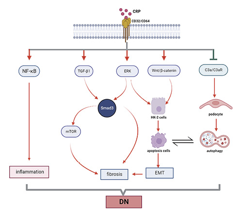 Role of C-Reactive Protein in Kidney Diseases | Kidney Diseases ...