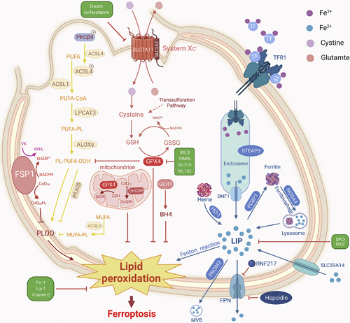 A Panoramic View of Ferroptosis in Cardiovascular Disease | Kidney ...